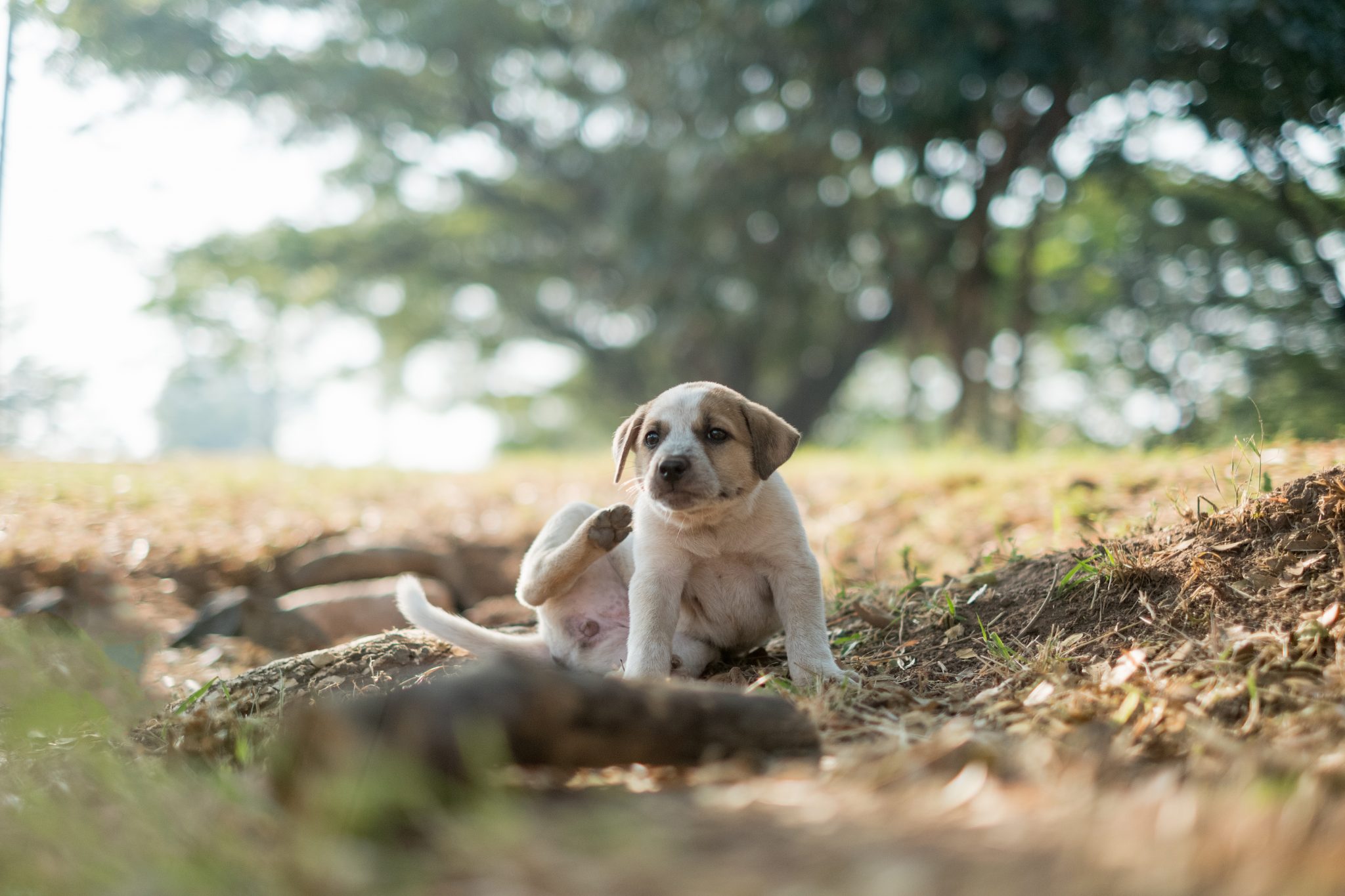 Dermatite em cachorro: quais são as principais causas? - Inova Veterinária