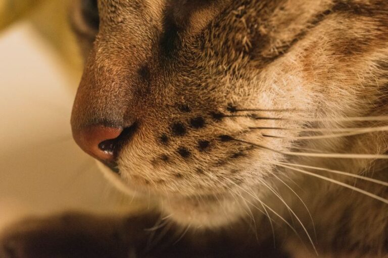 Acne Felina: Existe Tratamento?