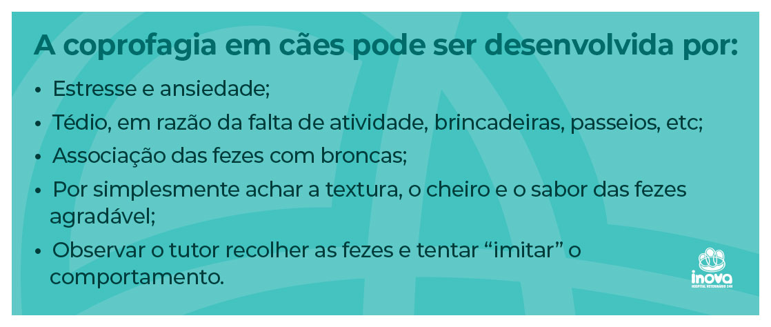 Coprofagia: por que os pets desenvolvem? - Inova Veterinária