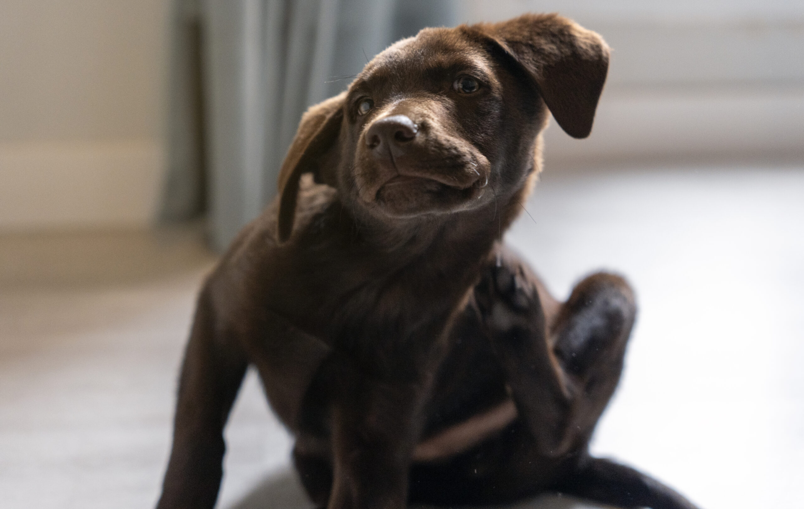 Sarna Sarcóptica Em Cães: Causas, Sintomas E Tratamento