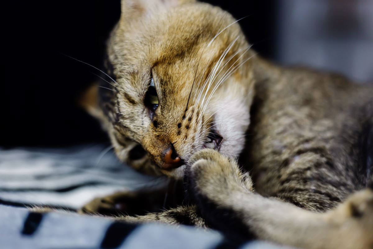 Dermatite Em Gatos: Por Que Acontece, Como Tratar E Prevenir?