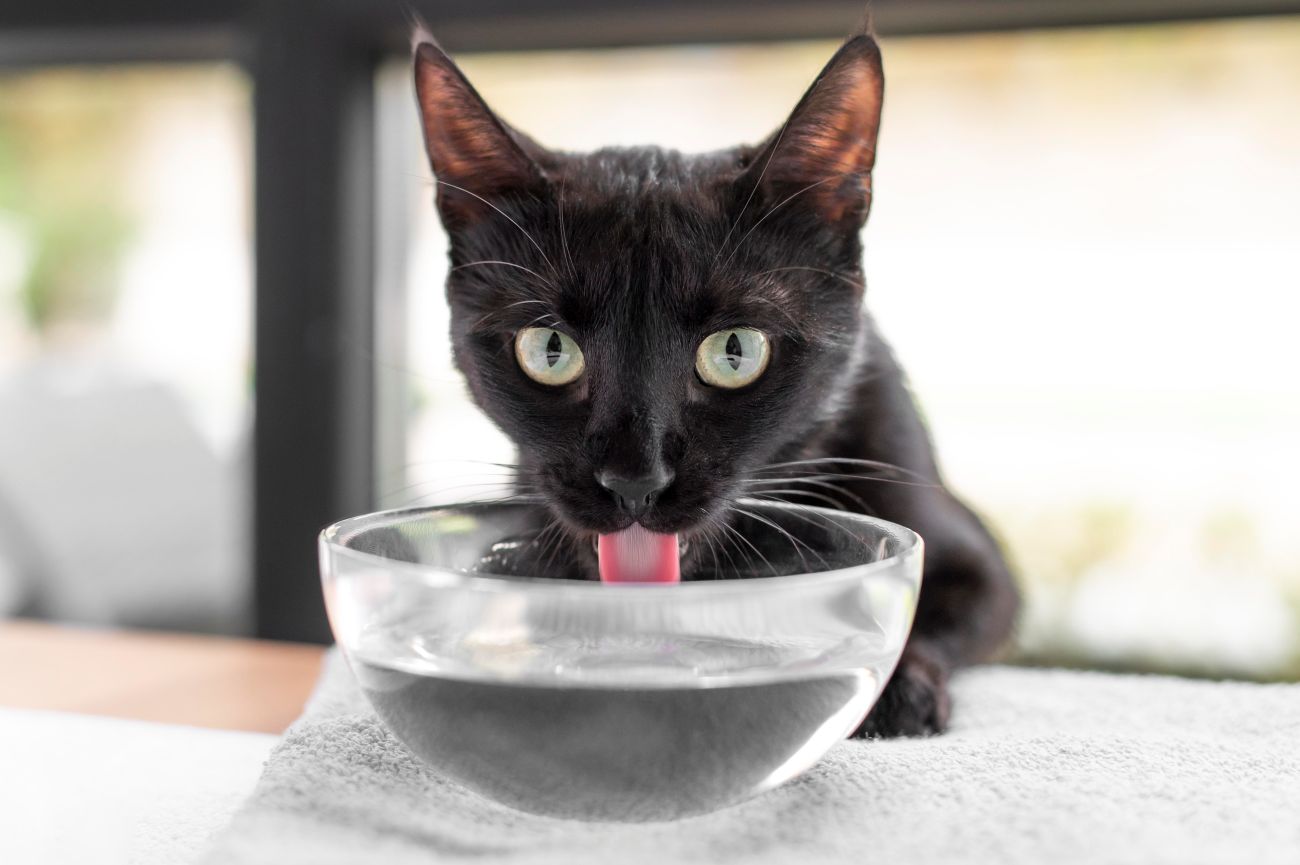 Toxoplasmose: O Que É, Sintomas, Riscos E Como Tratar?