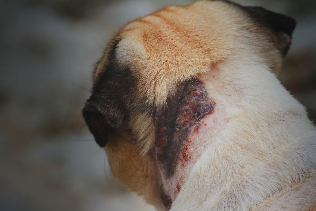 Leishmaniose Visceral Canina: Sintomas, Tratamento E Como Prevenir A Doença